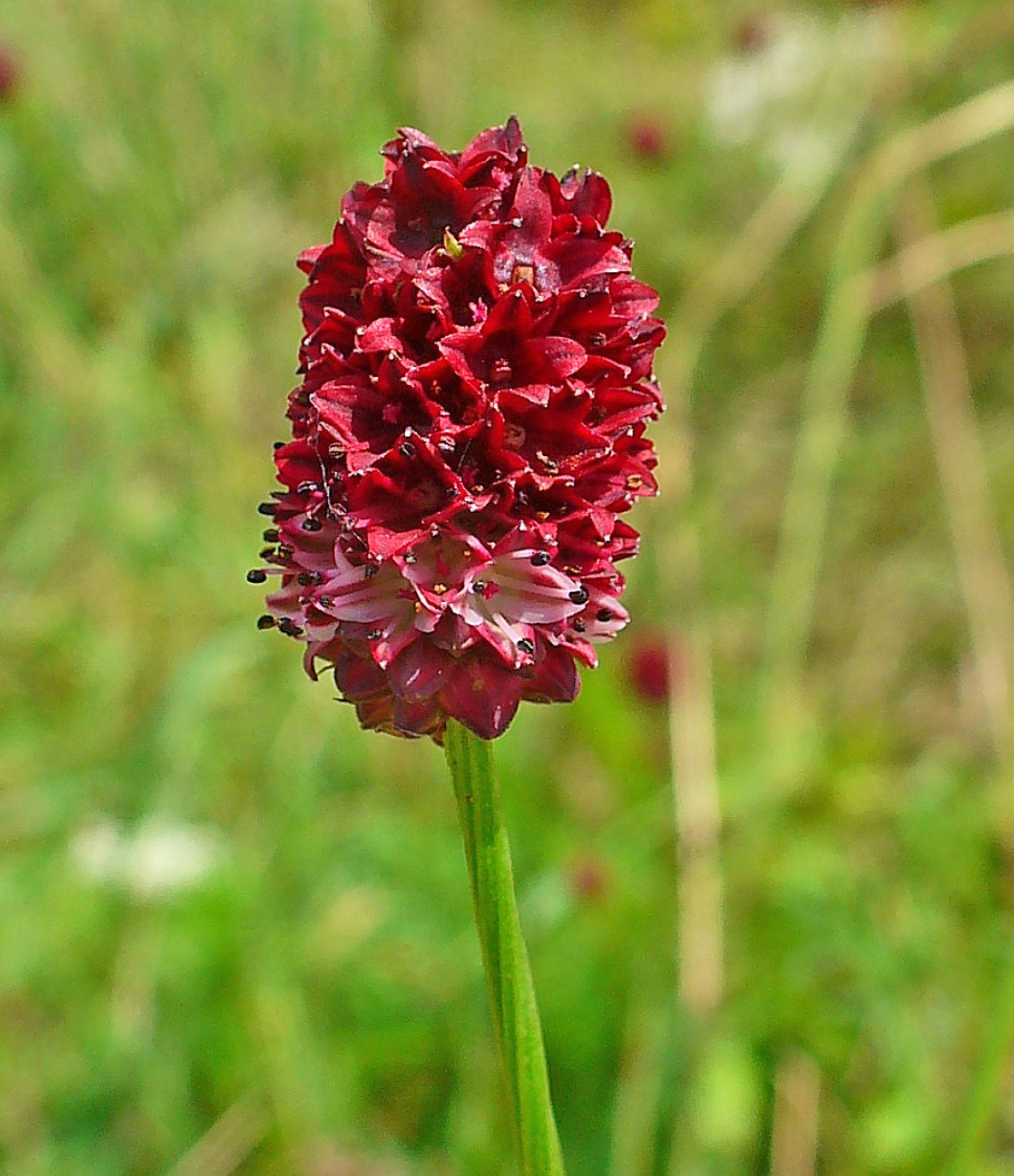 Gro er Wiesenknopf Sanguisorba Officinalis L Bienenroute